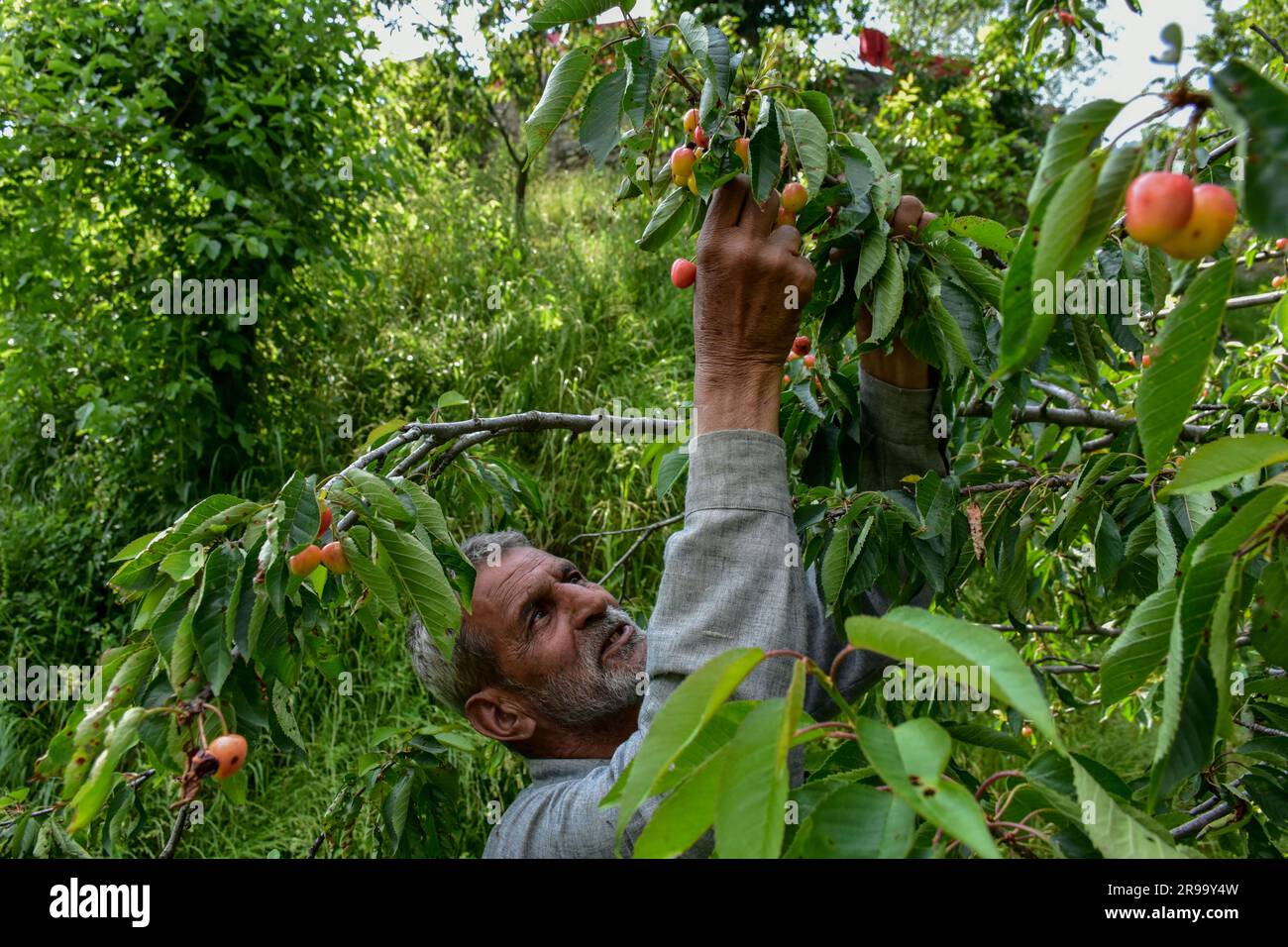 Ein Bauer sammelt frische Kirschen auf einem Feld am Stadtrand von ...