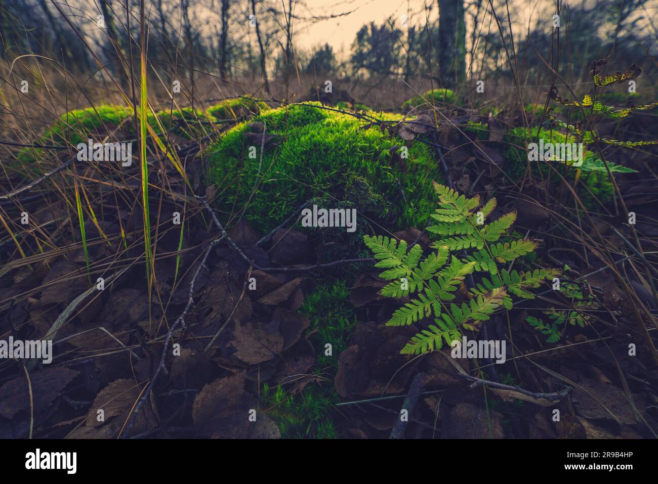 Farn und moos -Fotos und -Bildmaterial in hoher Auflösung – Alamy