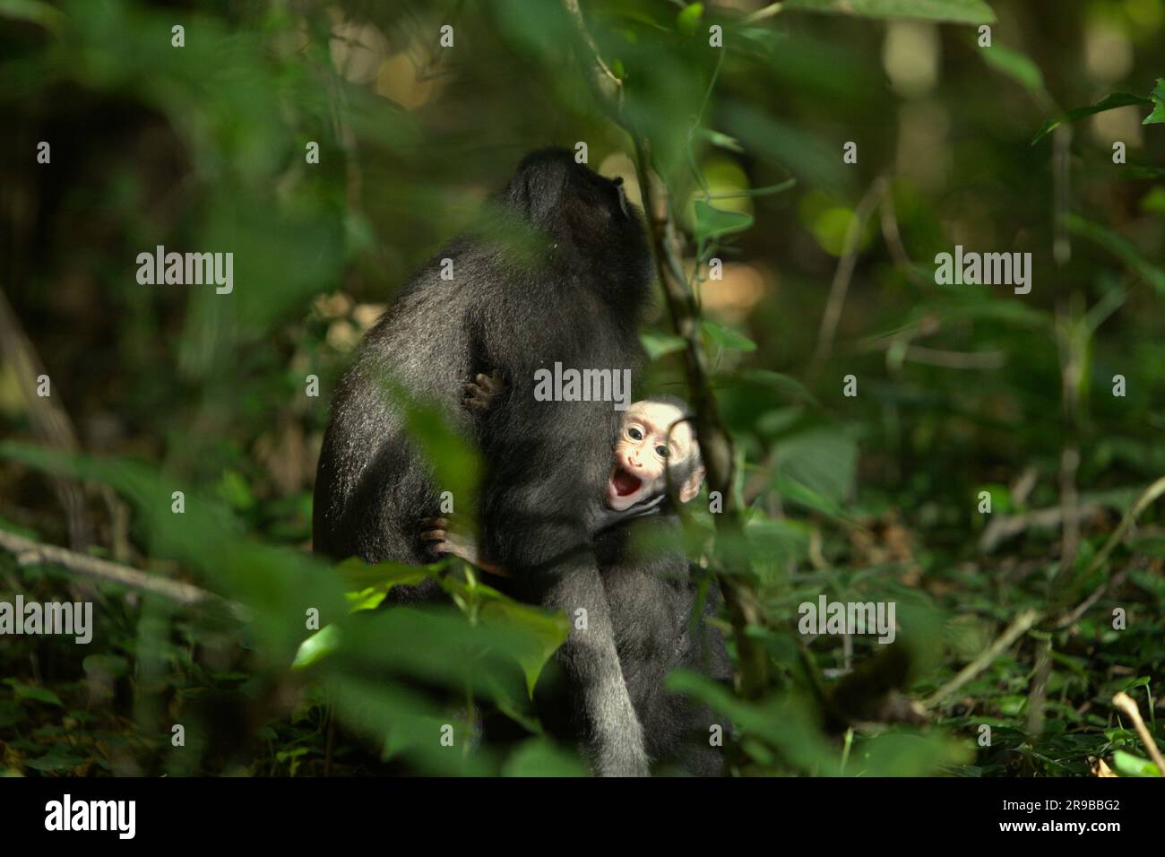 Ein Nachwuchs von Sulawesi-Schwarzkammmakaken (Macaca nigra) löst einen ...