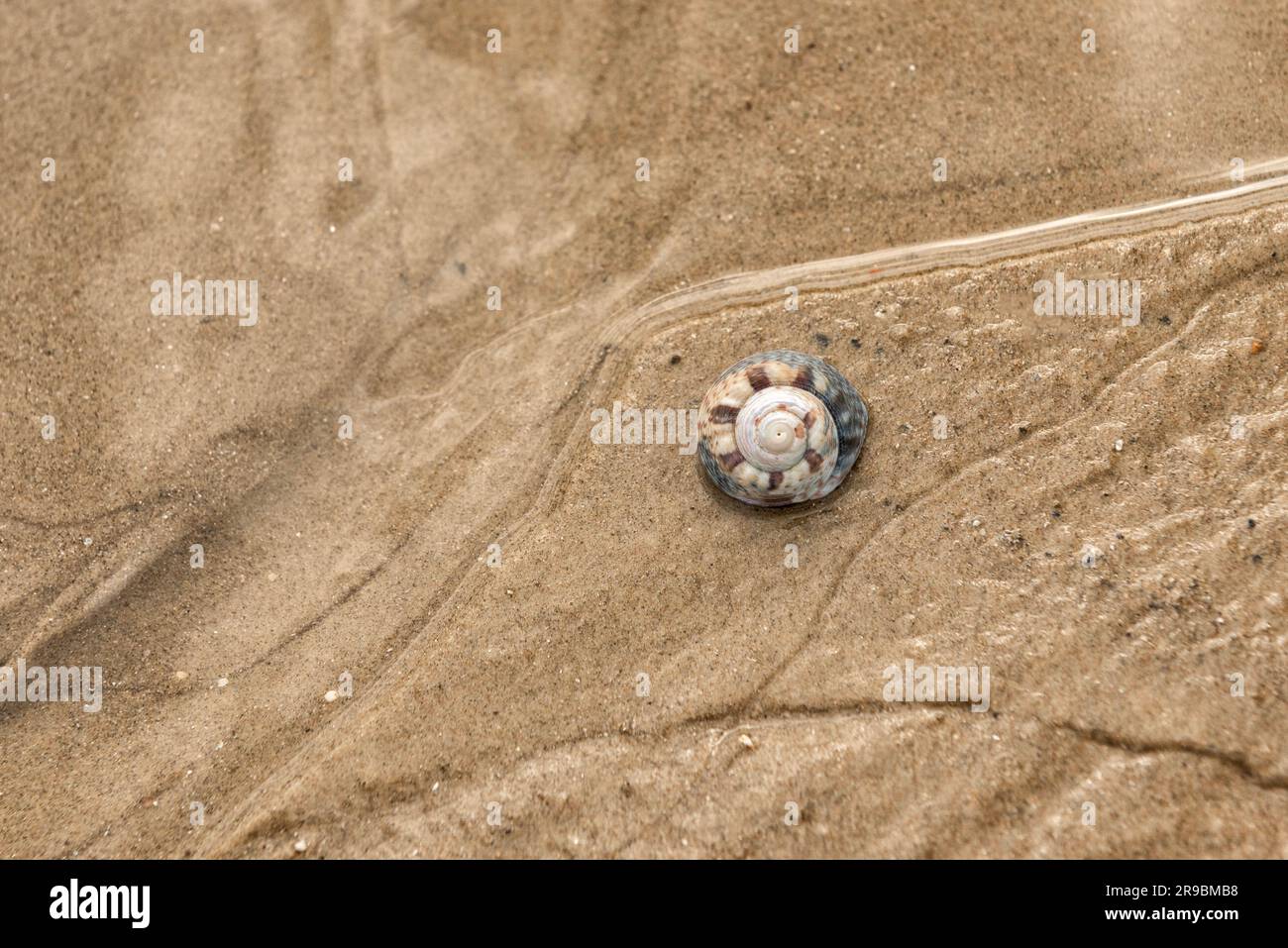 Flat top shell -Fotos und -Bildmaterial in hoher Auflösung – Alamy