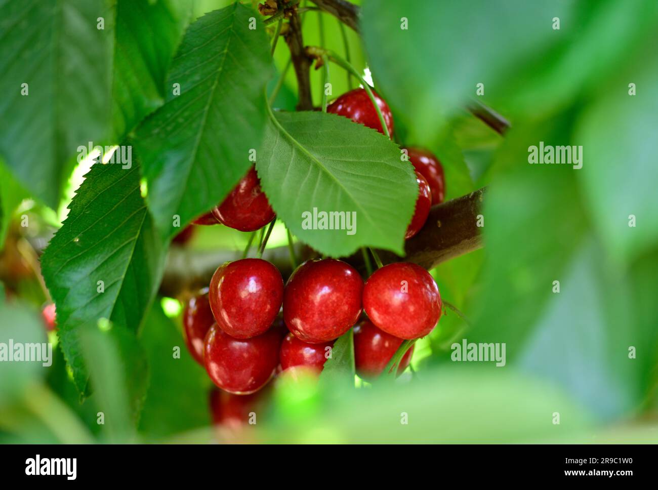 Rotkirsche baum -Fotos und -Bildmaterial in hoher Auflösung – Alamy