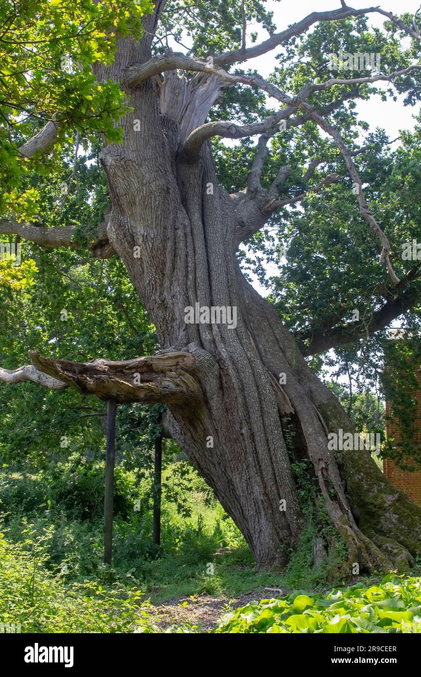 Ein 600 Jahre alter englischer Eichenbaum (Quercus Rober), der in ...