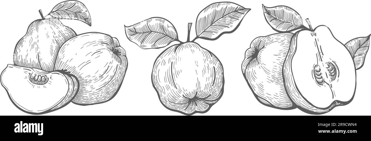 Quitten zeichnung -Fotos und -Bildmaterial in hoher Auflösung – Alamy