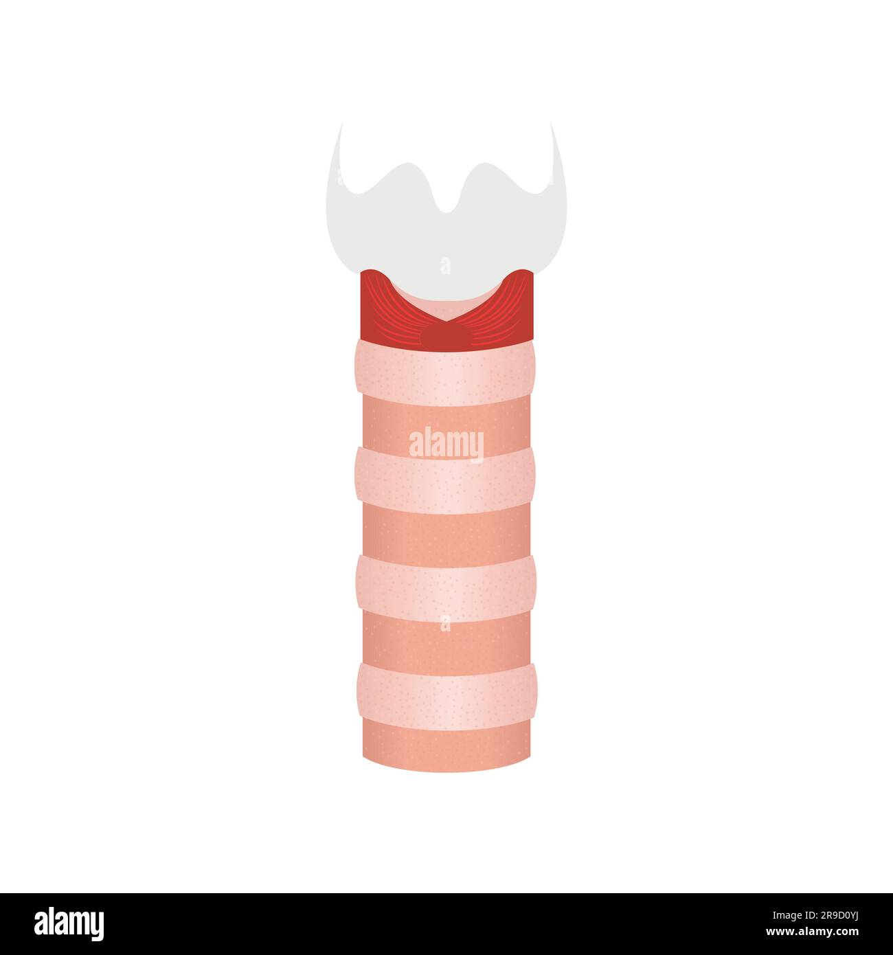 Menschliche Trachea-Ikone. Trachealtubus-Anatomie und -Funktion ...