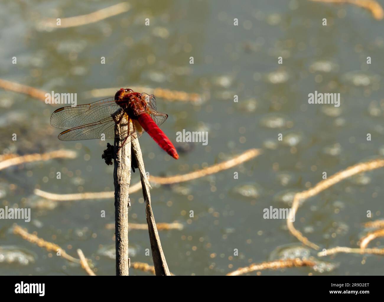 Vivo rio -Fotos und -Bildmaterial in hoher Auflösung – Alamy