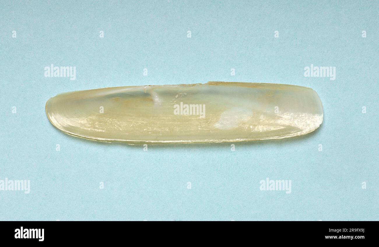 Pharus legumen -Fotos und -Bildmaterial in hoher Auflösung – Alamy