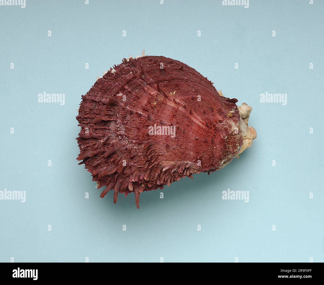 Spondylus spondylidae -Fotos und -Bildmaterial in hoher Auflösung – Alamy