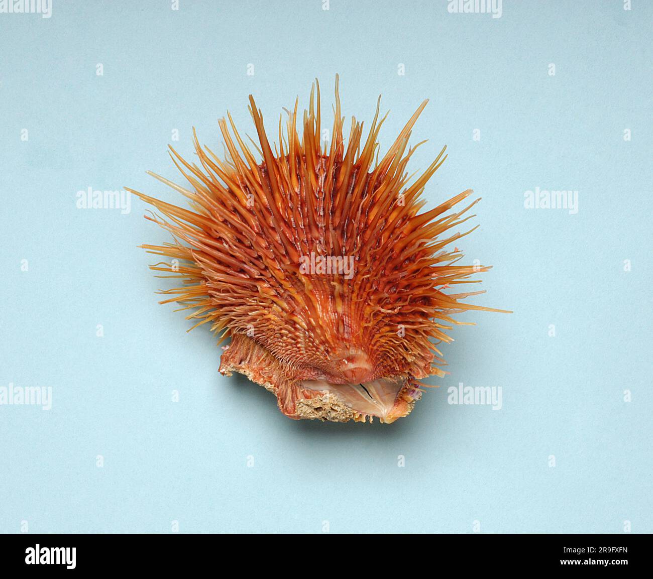 Spondylus spondylidae -Fotos und -Bildmaterial in hoher Auflösung – Alamy