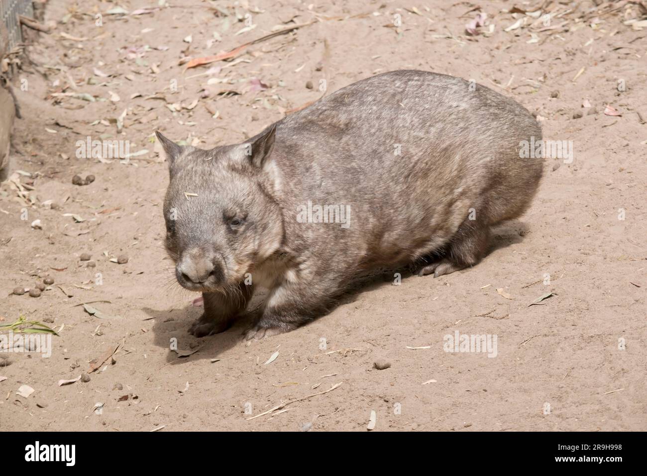 Die haarigen Wombats haben weicheres Fell, längere und spitzere Ohren ...