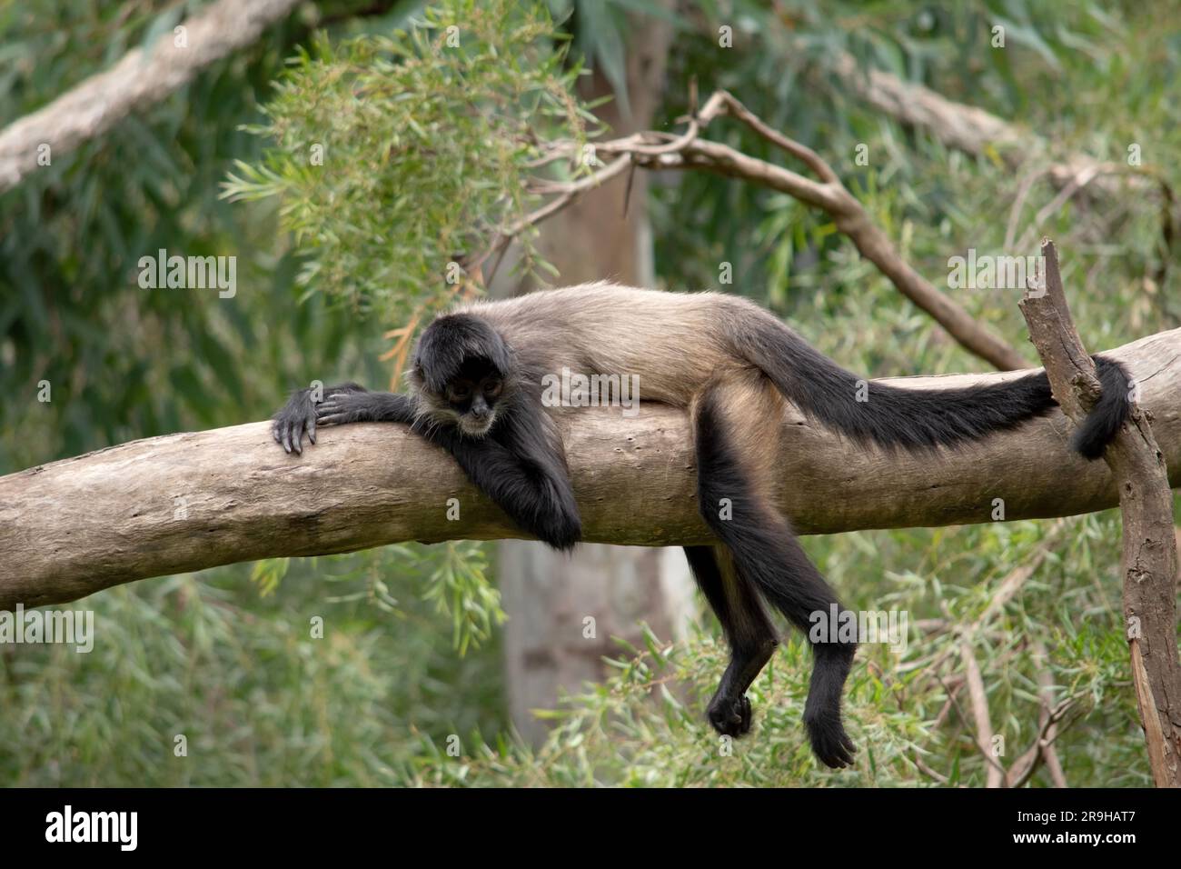 Der Klammeraffe hat Daumenlose Hände, dieser schrullige Potbumartige ...