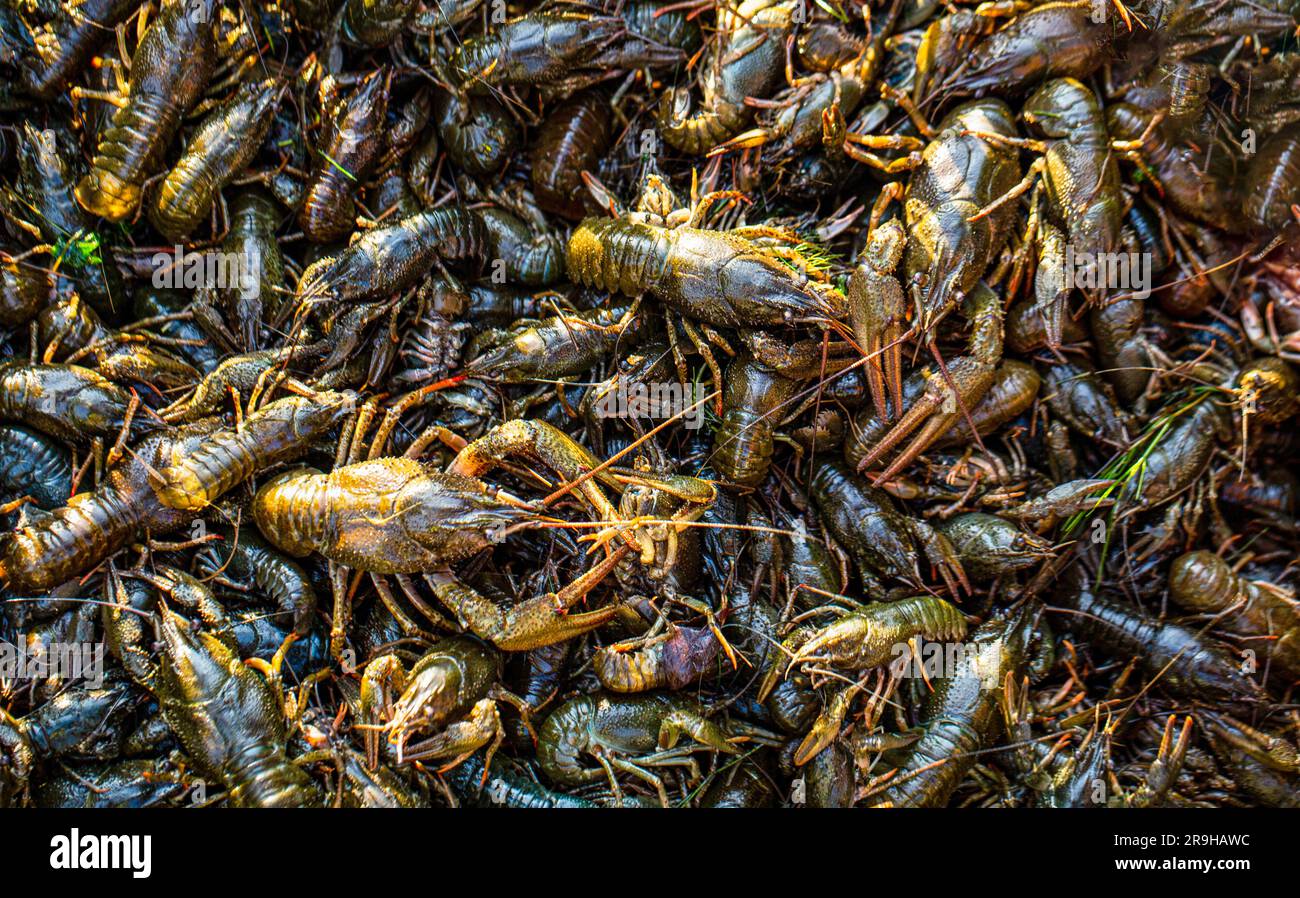 Crayfishs leben, Flussfutter. Lebende Krebse im Wasser. Krebse gefangen ...