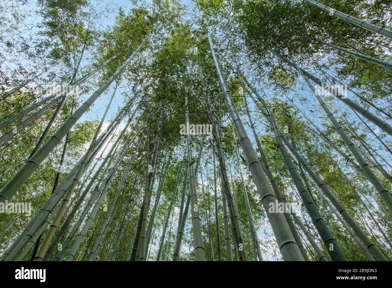 Blick aus dem niedrigen Winkel auf den Arashiyama Bamboo Grove oder den ...