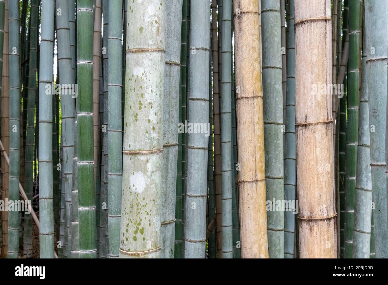 Nahaufnahme der Stämme oder Kulisse eines Bambus in Arashiyama Bamboo ...