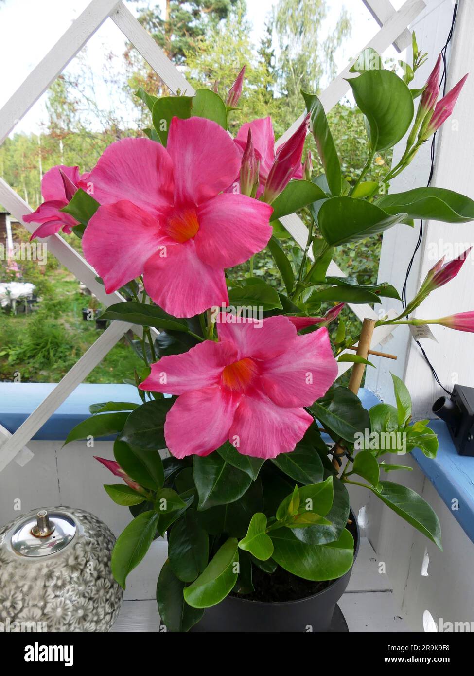 Mandevilla spalier -Fotos und -Bildmaterial in hoher Auflösung – Alamy