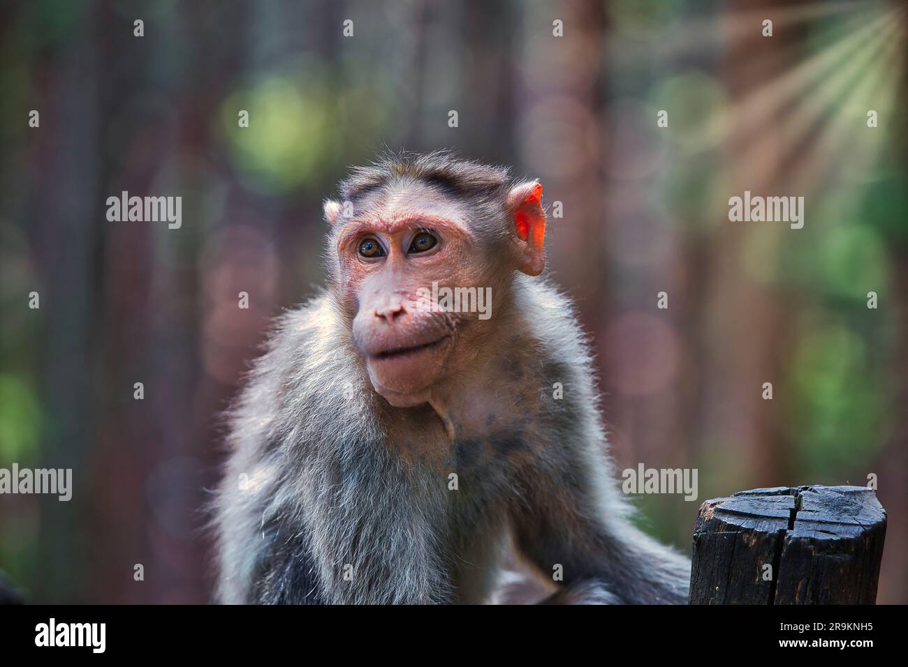 Funny monkey -Fotos und -Bildmaterial in hoher Auflösung – Alamy