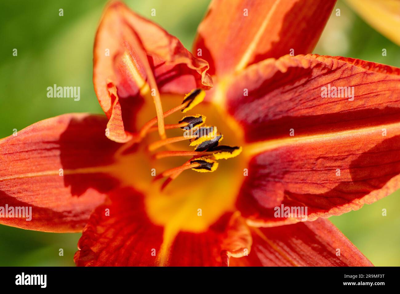 Hemerocallis fulva oder die orangefarbene Tageslilie. Maislilie blüht ...