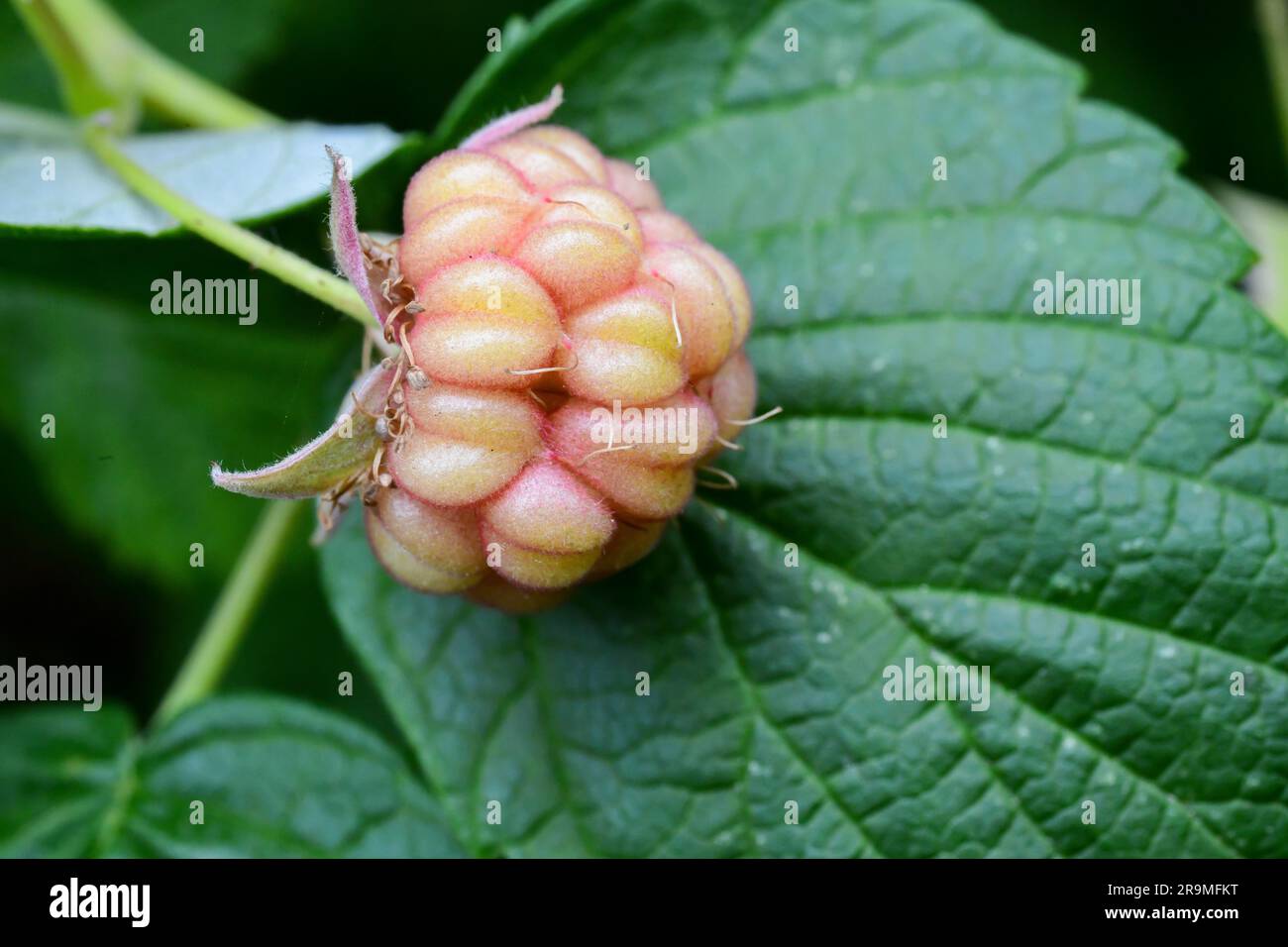 Rubus parvifolius beeren -Fotos und -Bildmaterial in hoher Auflösung ...
