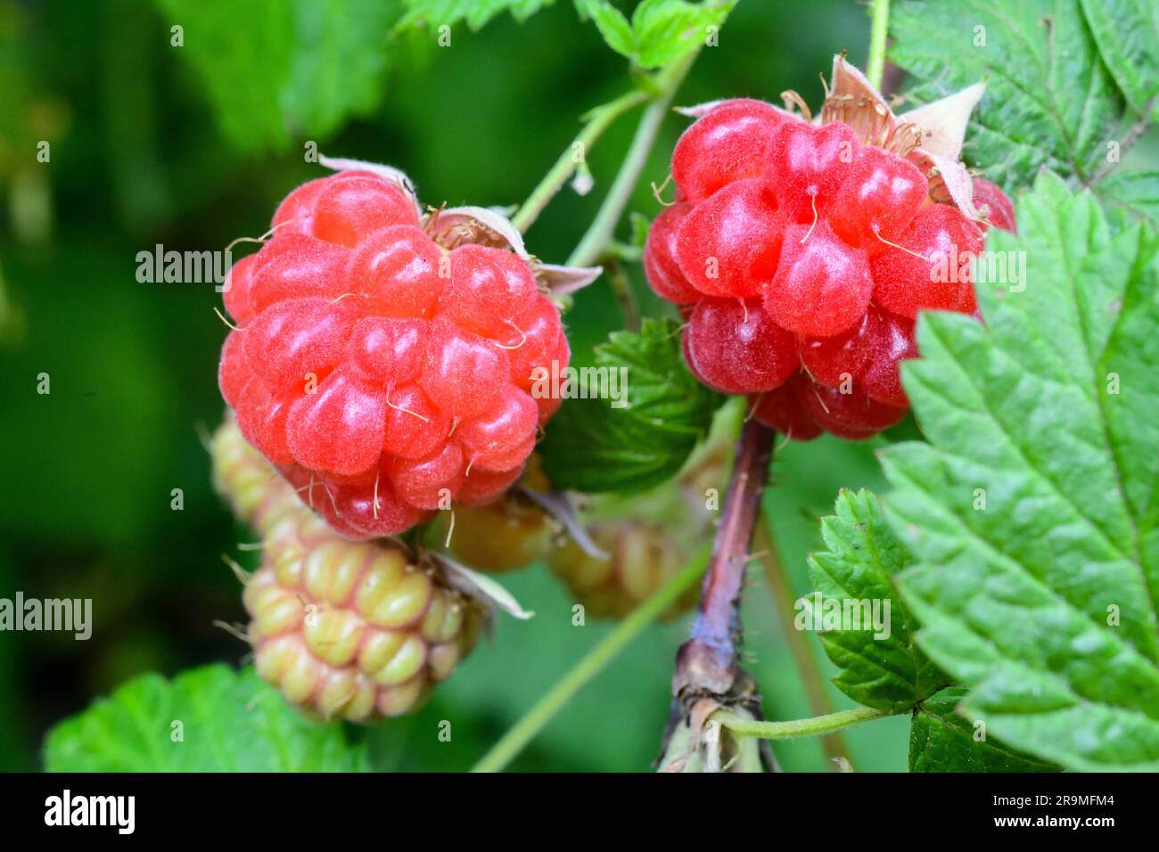 Rubus parvifolius blatt und beeren -Fotos und -Bildmaterial in hoher ...