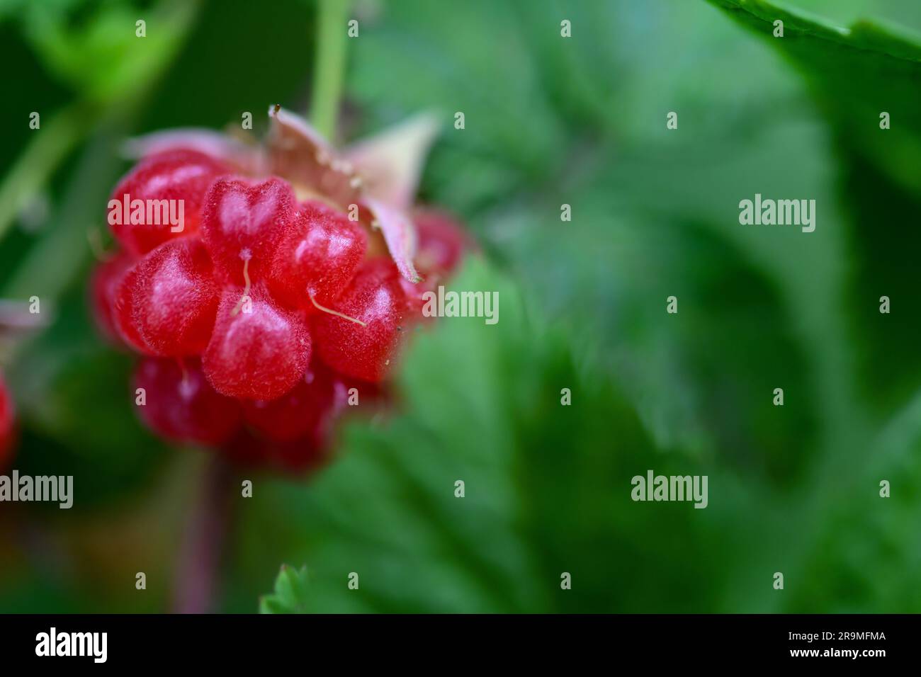 Rubus parvifolius beeren -Fotos und -Bildmaterial in hoher Auflösung ...