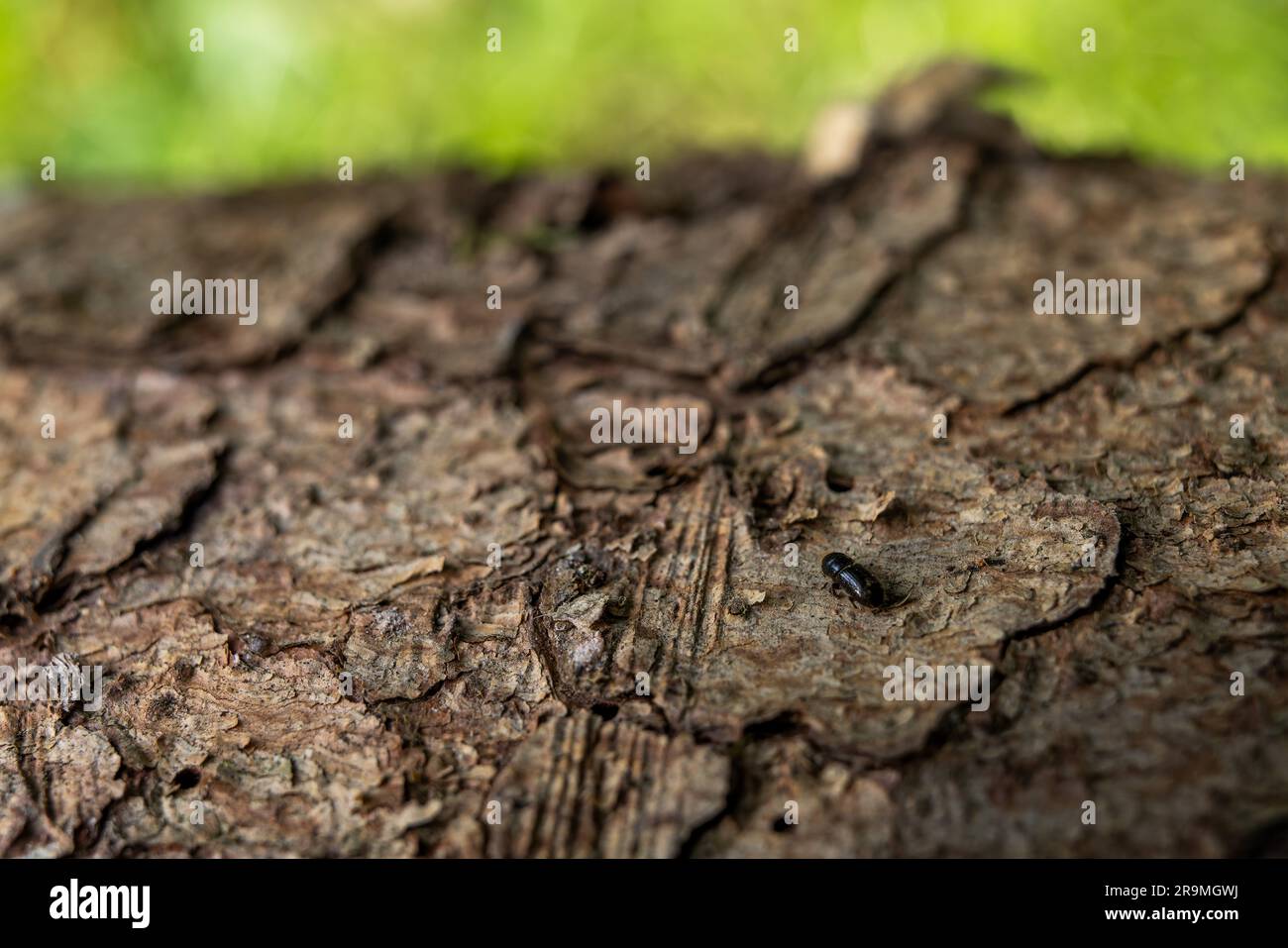Landesweit, Deutschland. 27. Juni 2023. Auf dem Gelände des Forst-Forschungsinstituts Baden ...