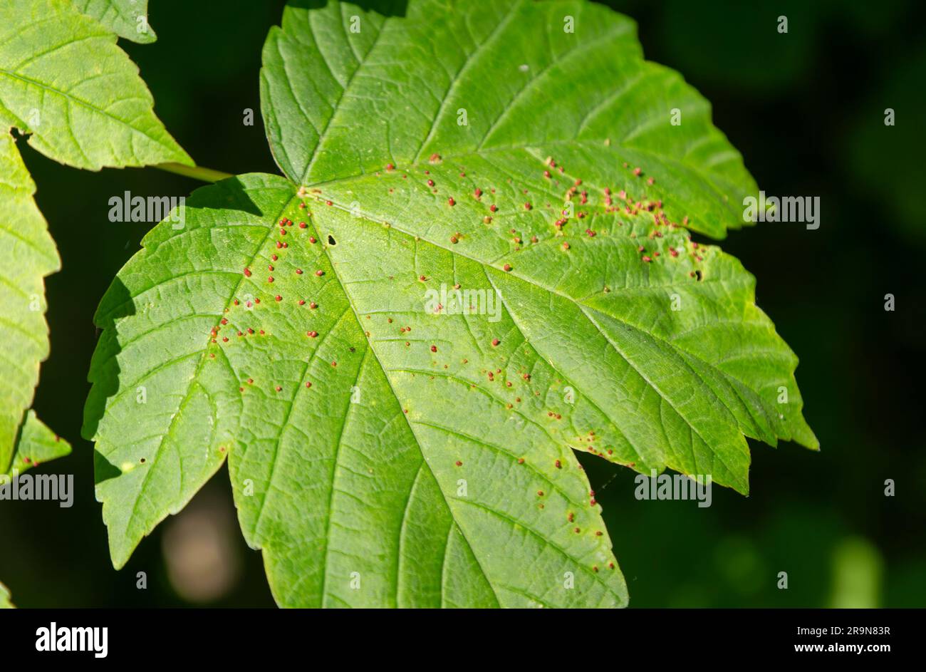 Aceria cephalonea -Fotos und -Bildmaterial in hoher Auflösung – Alamy