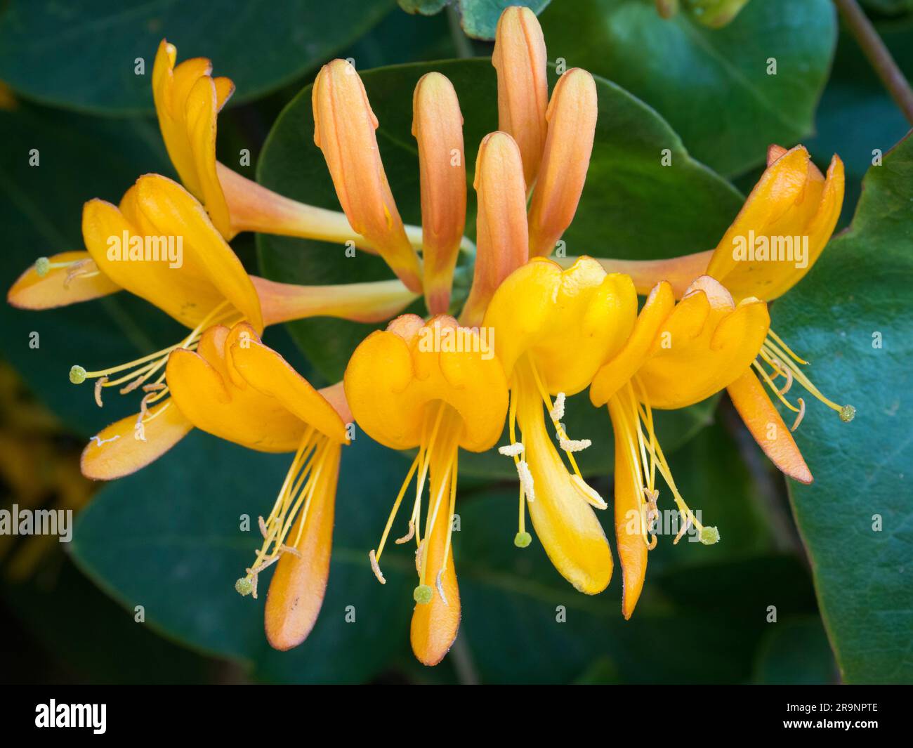 Geißblatt wie Schatten und, ganz sicher, dieses Exemplar wuchs an den ...