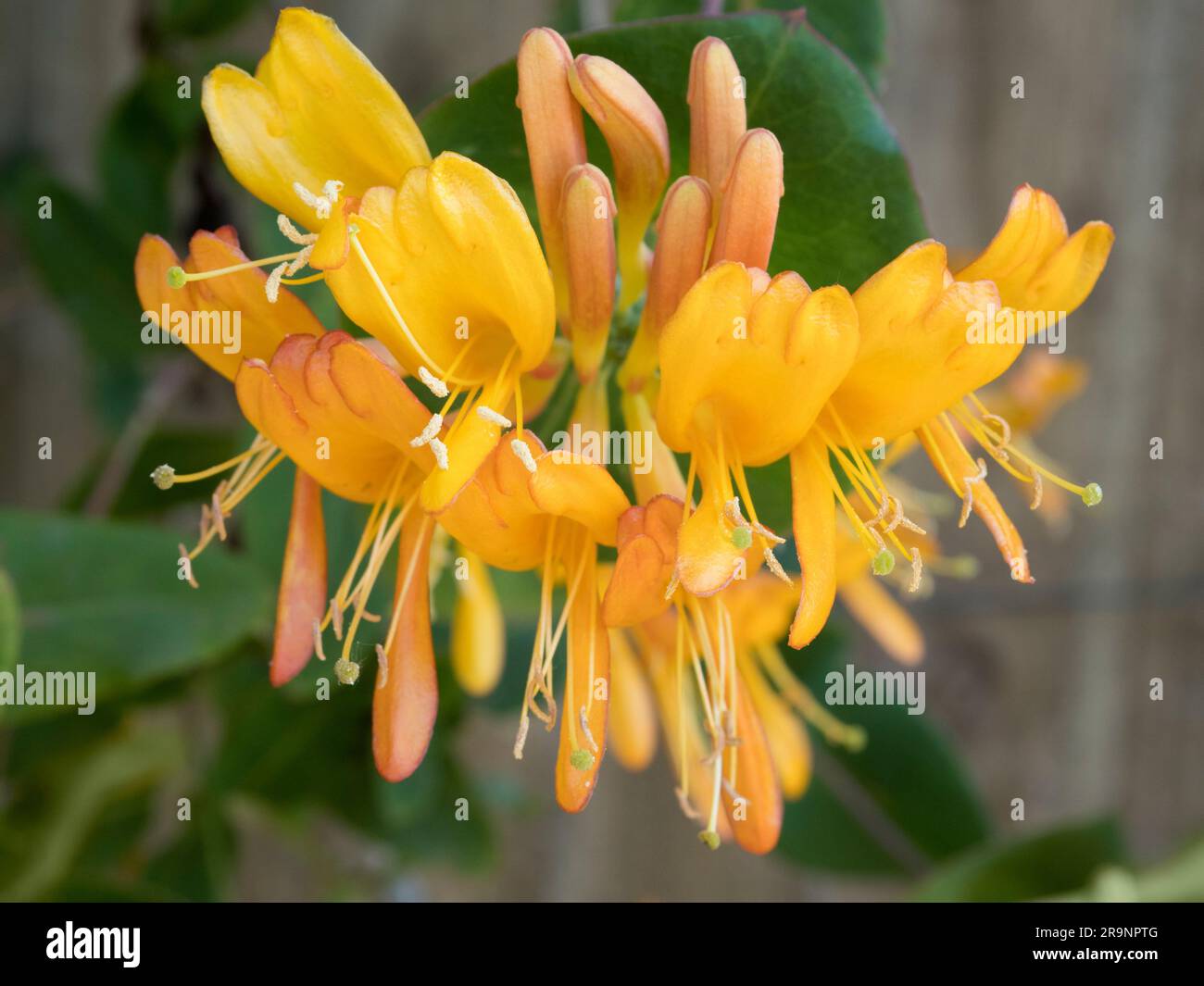 Geißblatt wie Schatten und, ganz sicher, dieses Exemplar wuchs an den ...