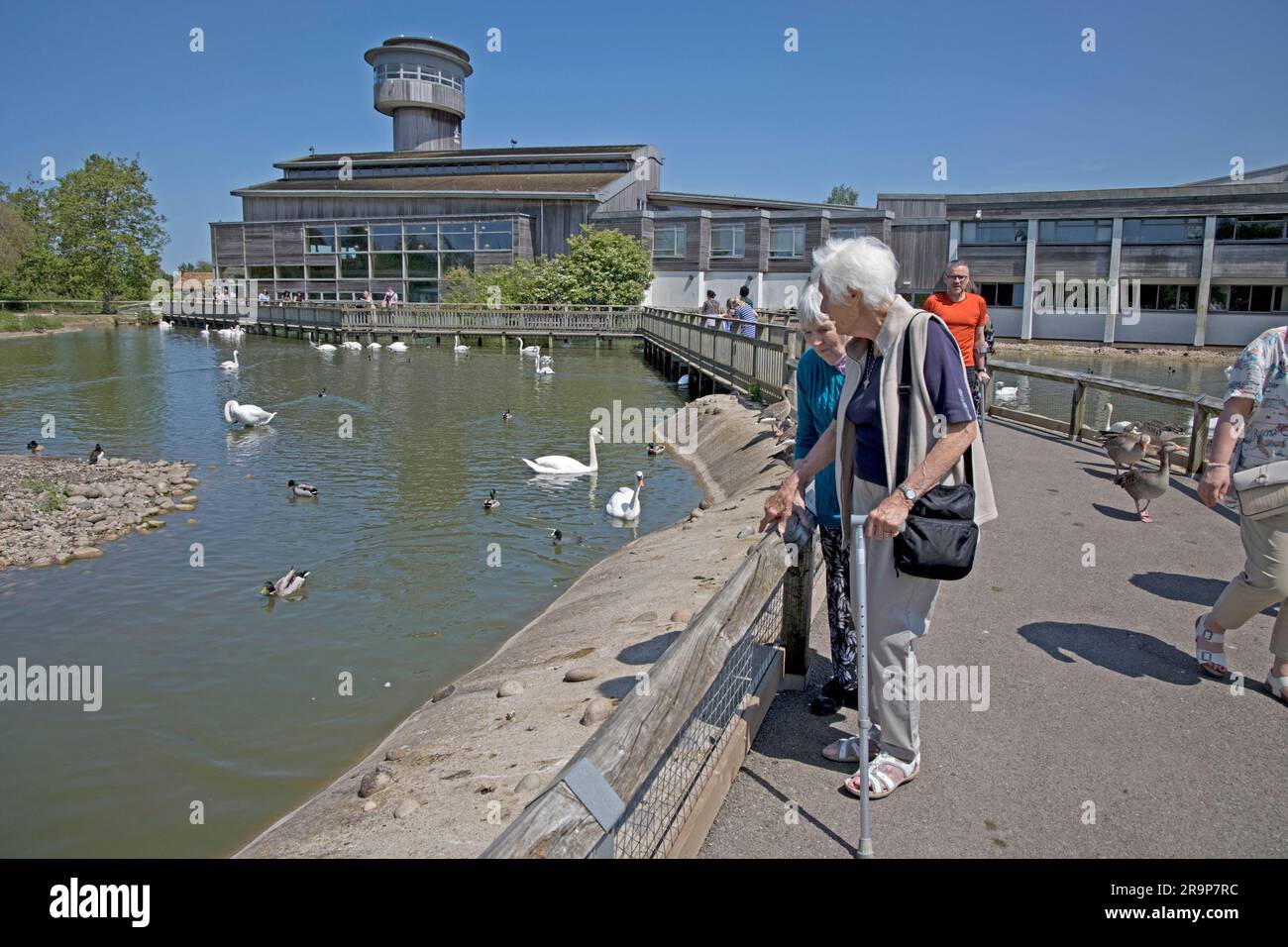 Besucher, die Schwäne und Gänse mit dem Sloane Tower im Hintergrund ...