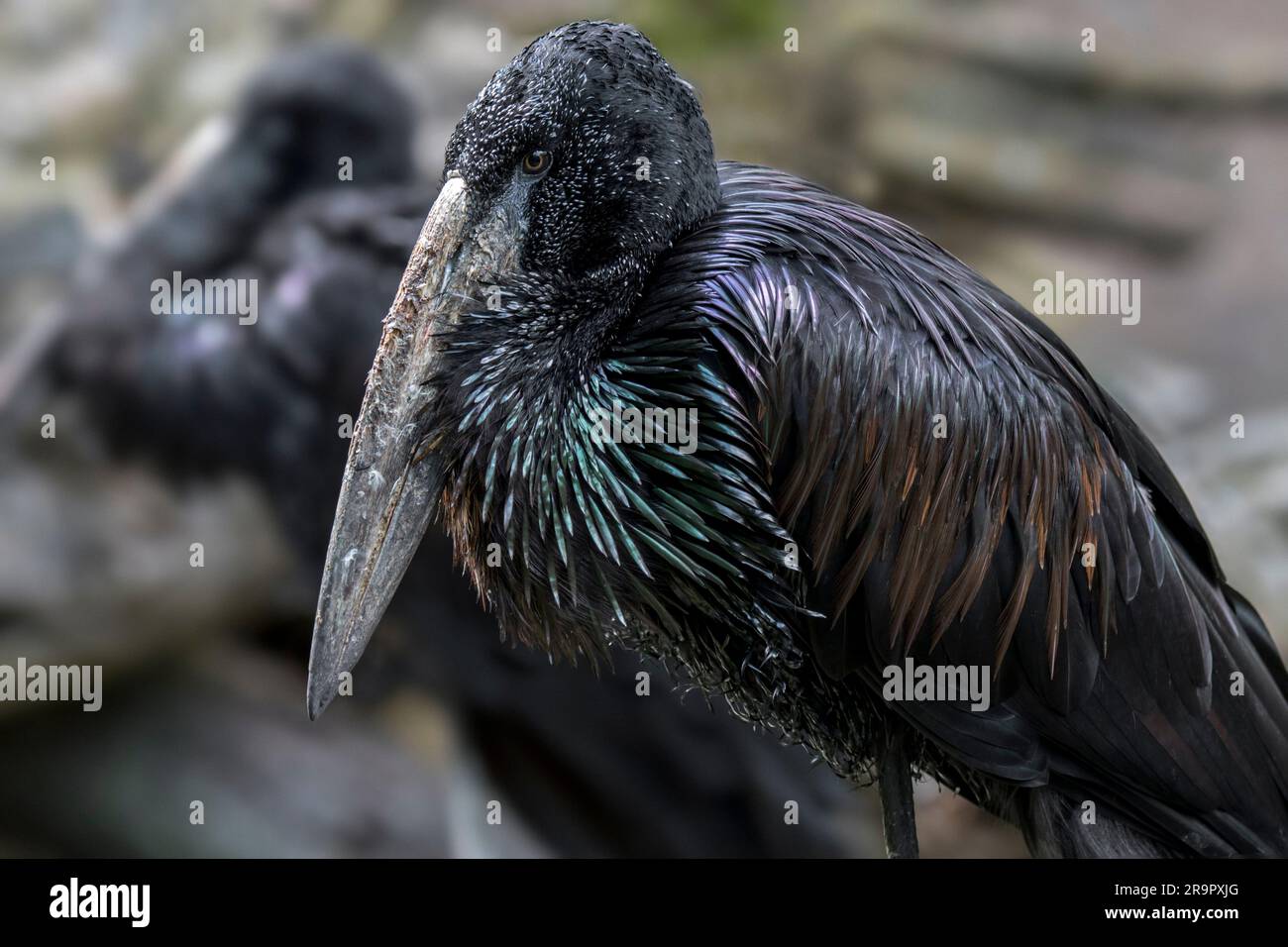 Afrikanischer Entenschnabel (Anastomus lamelligerus), in Afrika südlich ...