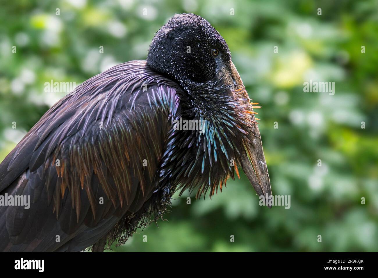 Vögel von madagaskar -Fotos und -Bildmaterial in hoher Auflösung – Alamy
