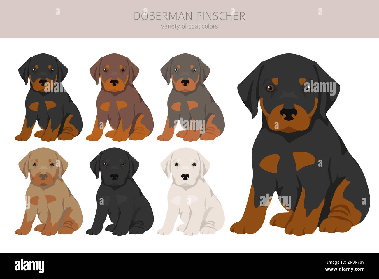 Dobermann welpen Stock-Vektorgrafiken kaufen - Alamy