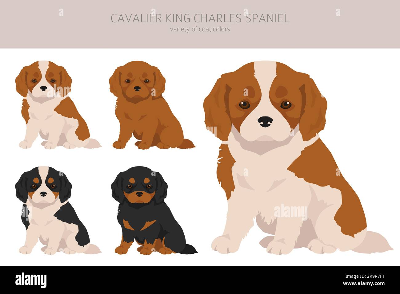 Kavalier König Charles Spaniel Welpen Clipart. Alle Mantelfarben ...