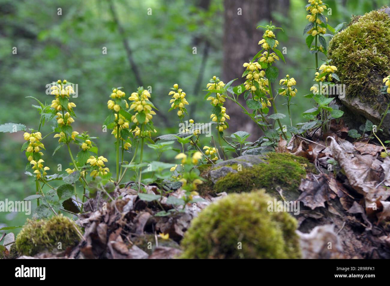 Gelbe Blume Frhling Wald