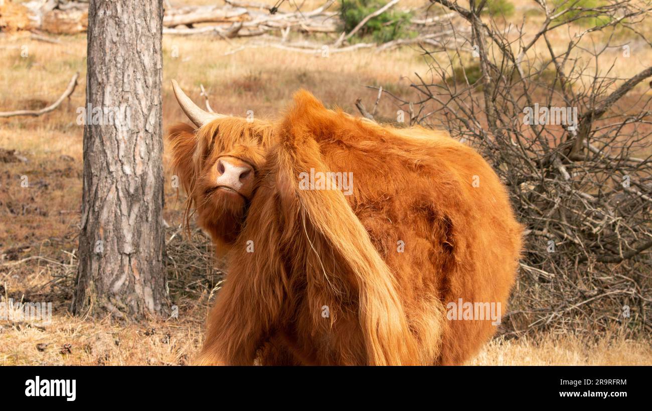 Im heißen Sommer steht eine braune schottische Highlander-Kuh mit ...