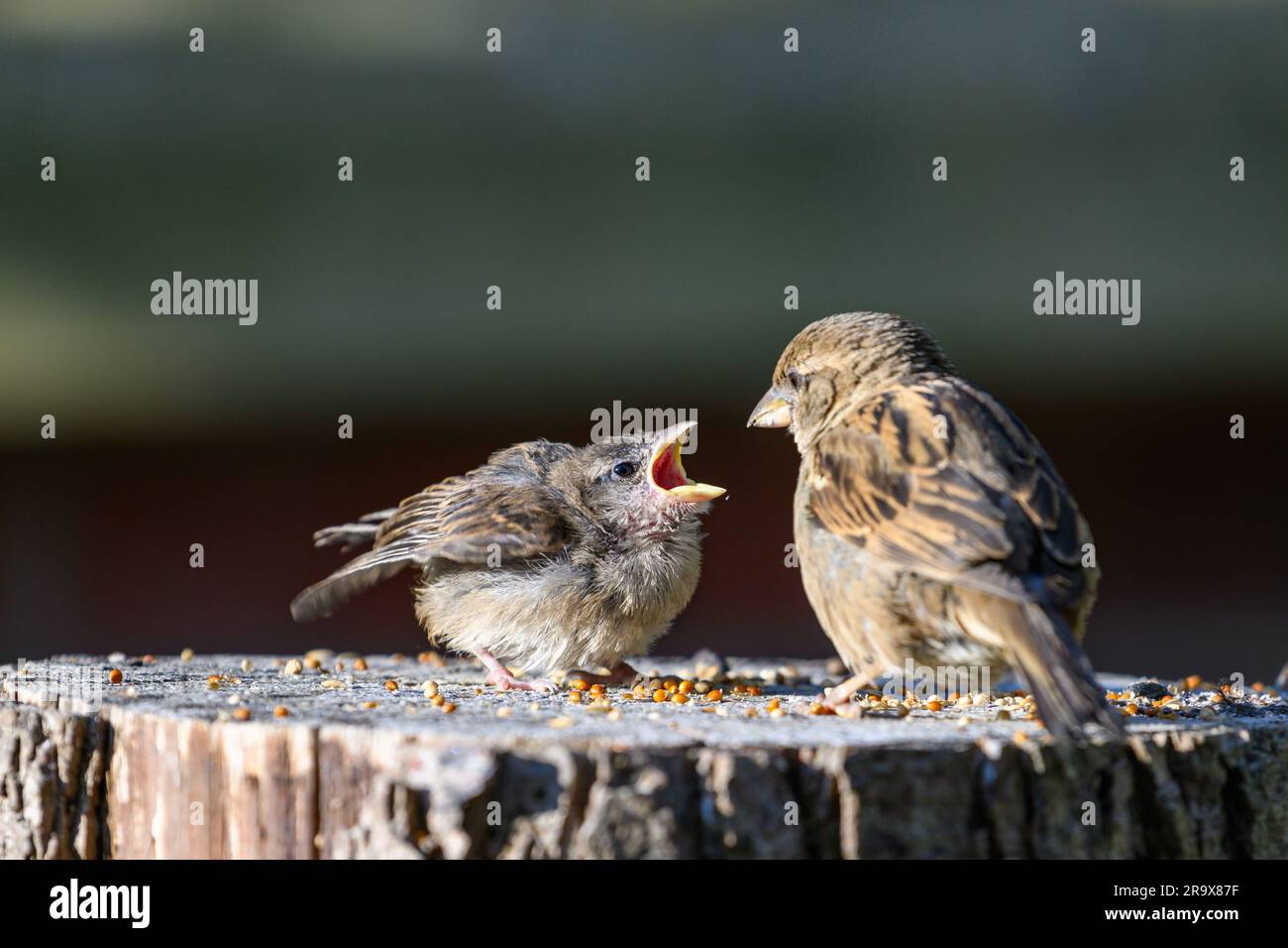 Echter spatz -Fotos und -Bildmaterial in hoher Auflösung – Alamy