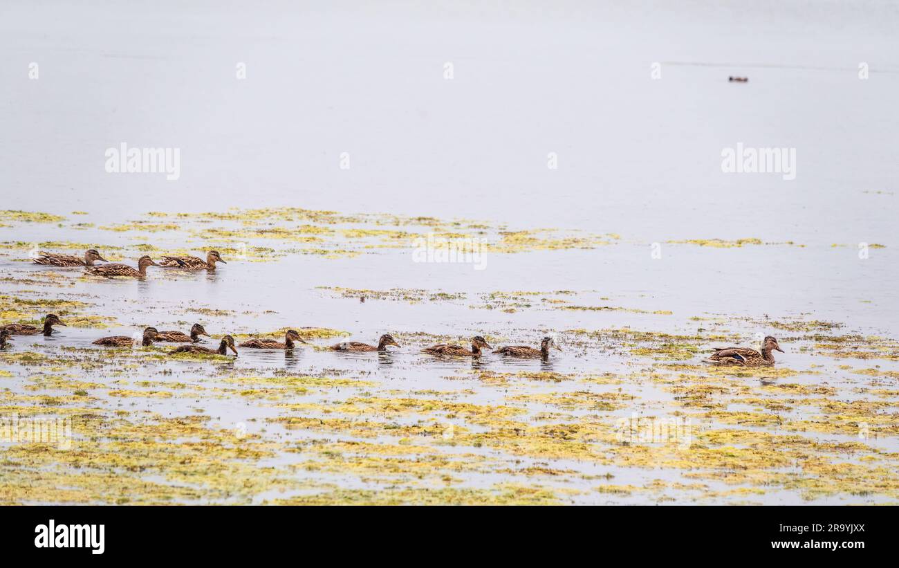 Eine Entenfamilie, eine Ente und ihre kleinen Enten schwimmen im Wasser ...