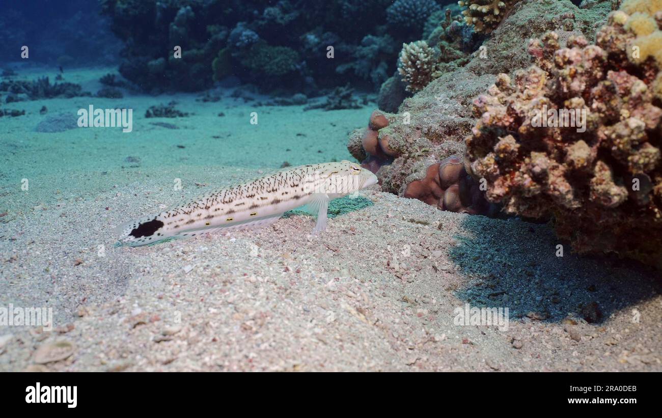 Sandperche auf sandigem Boden. Gesprenkelter Sandbarsch oder ...