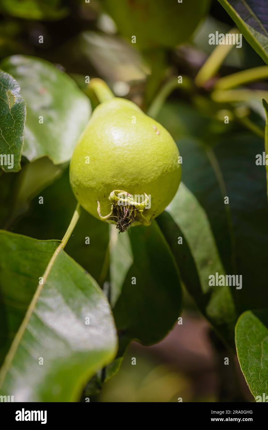 Kleine birne -Fotos und -Bildmaterial in hoher Auflösung – Alamy