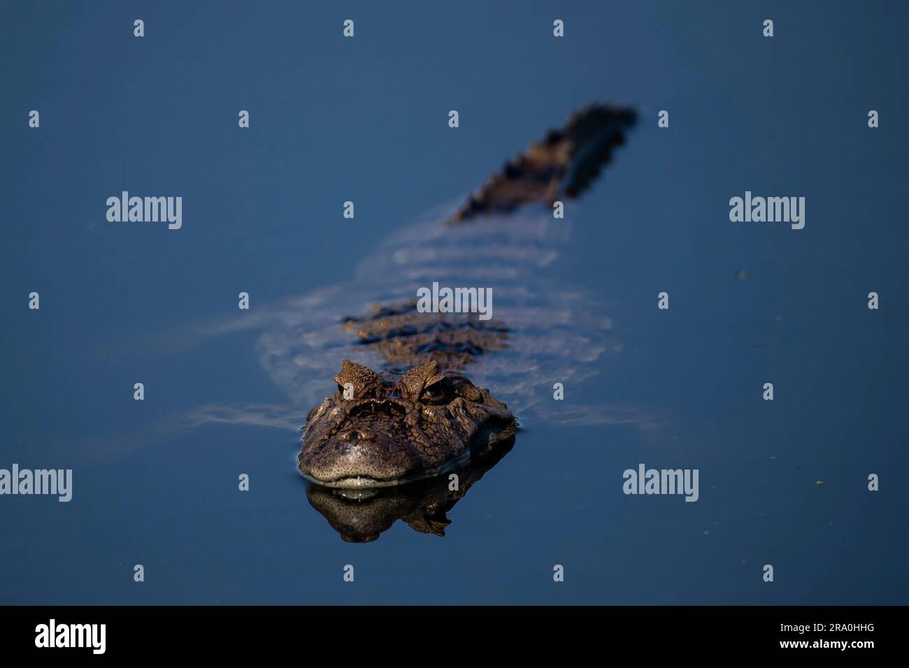 A broad-snouted caiman floats in the waters of the Piratininga Alfredo ...