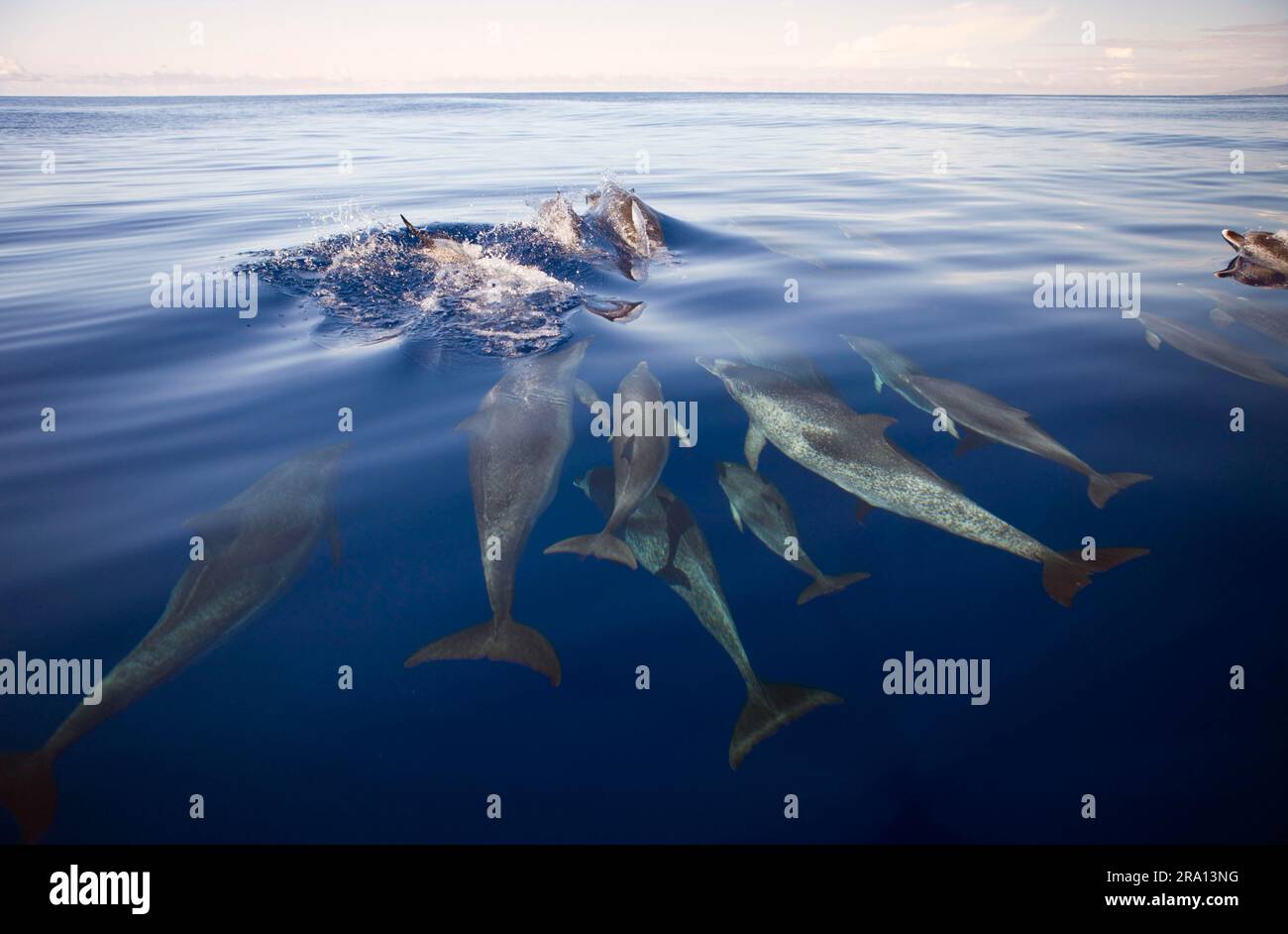 Drückerfisch azoren -Fotos und -Bildmaterial in hoher Auflösung – Alamy