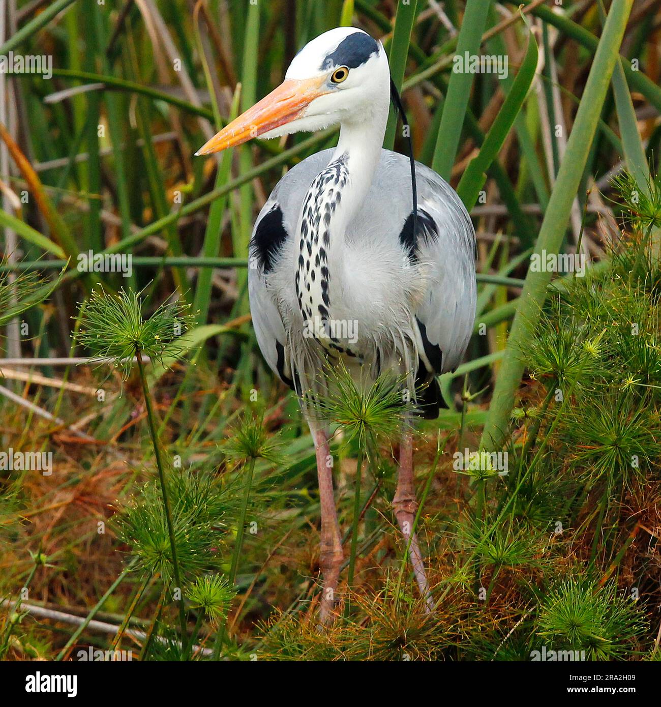 Grauer Reiher, der steht und wartet, bis ein Fisch auftaucht, und dann ...