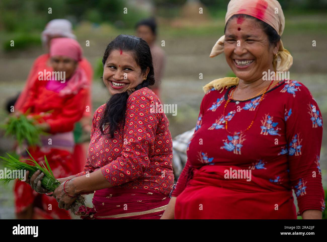 Farmers plant paddy during Asar Pandra or national paddy day festival ...
