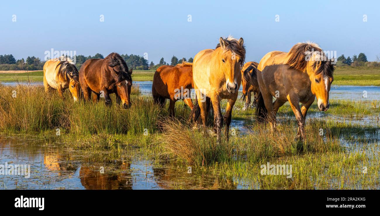 Frankreich, Somme, Baie de Somme, Le Crotoy, Marais du Crotoy, Henson ...
