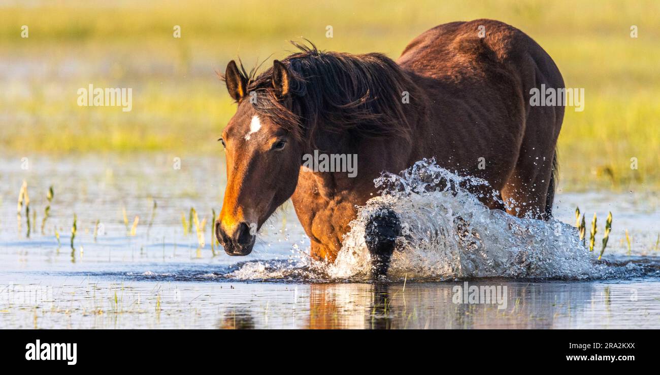 Frankreich, Somme, Baie de Somme, Le Crotoy, Marais du Crotoy, Henson ...