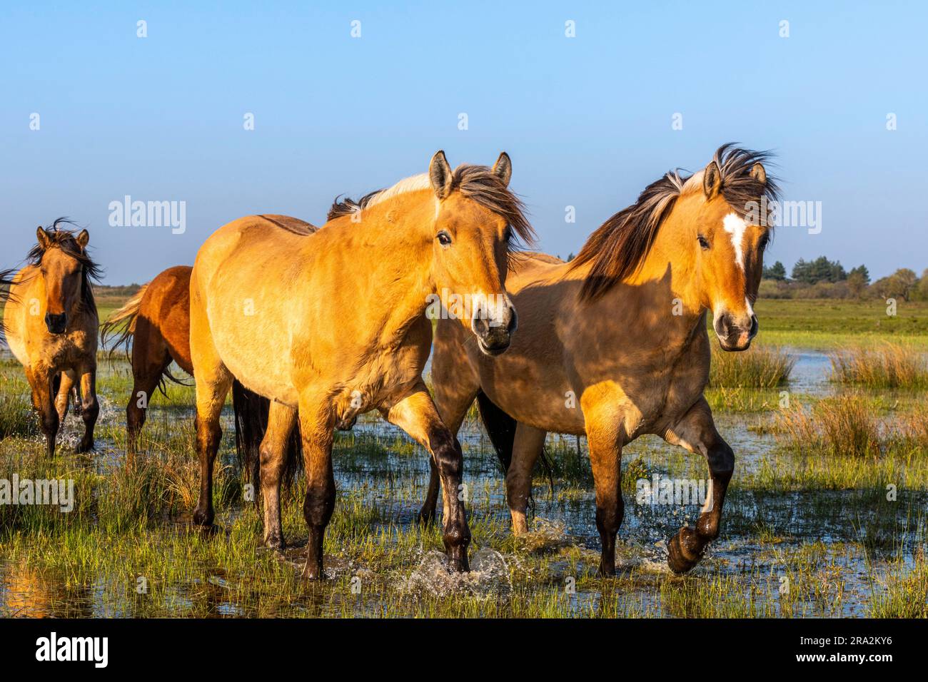 Frankreich, Somme, Baie de Somme, Le Crotoy, Marais du Crotoy, Henson ...