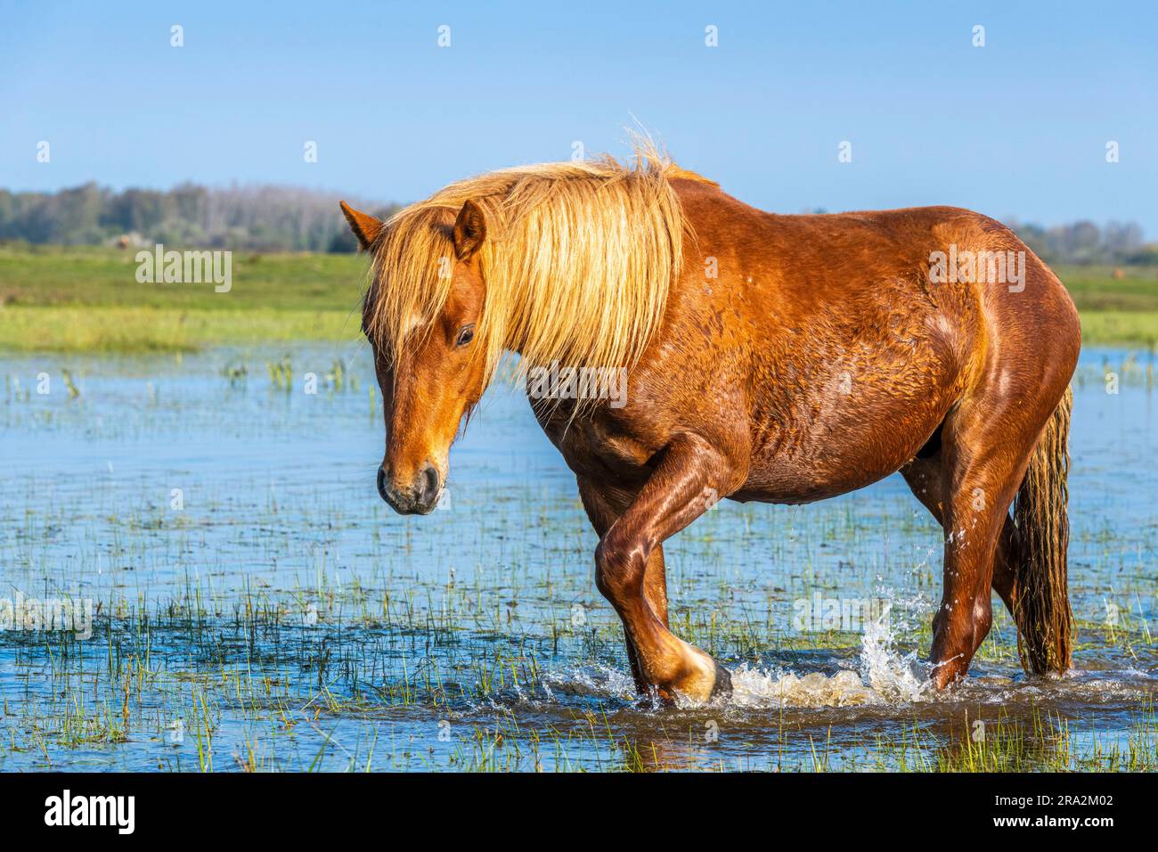 Frankreich, Somme, Baie de Somme, Le Crotoy, Marais du Crotoy, Henson ...