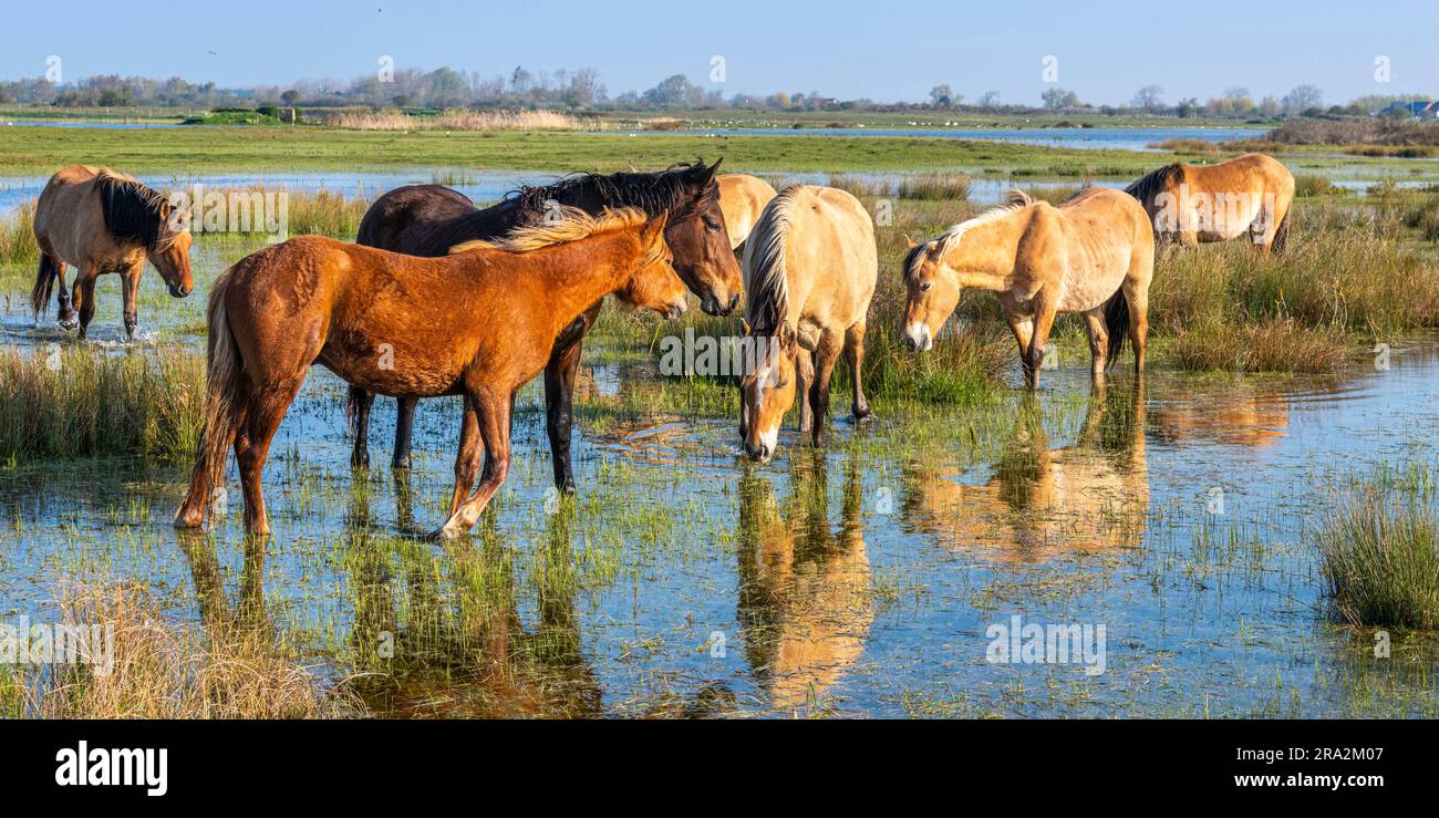 Frankreich, Somme, Baie de Somme, Le Crotoy, Marais du Crotoy, Henson ...