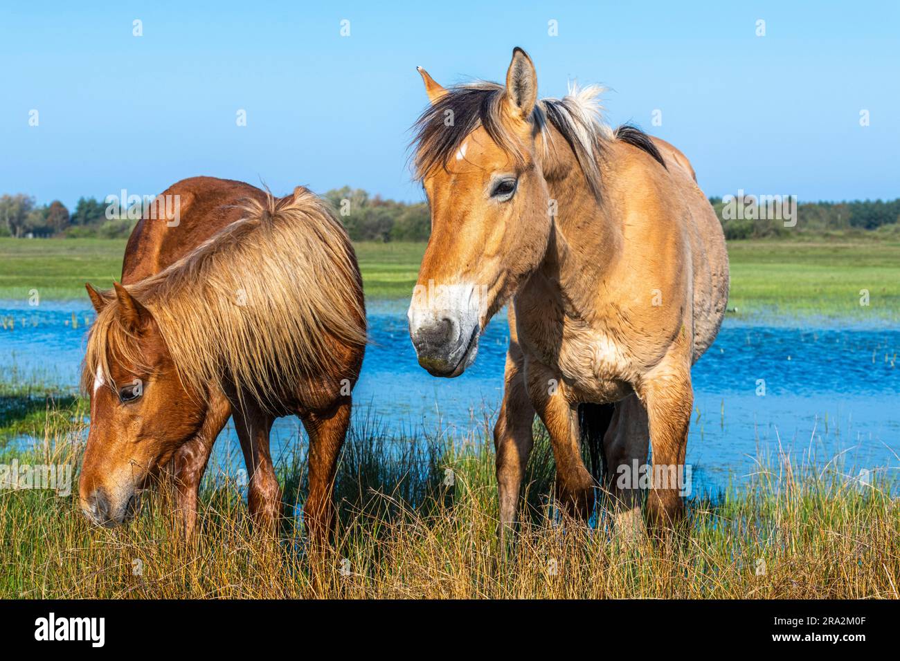 Frankreich, Somme, Baie de Somme, Le Crotoy, Marais du Crotoy, Henson ...