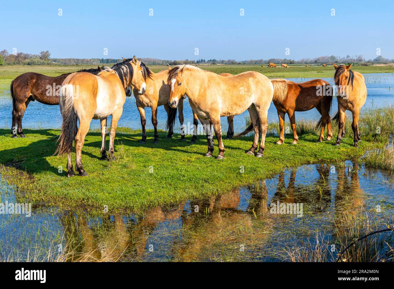Frankreich, Somme, Baie de Somme, Le Crotoy, Marais du Crotoy, Henson ...
