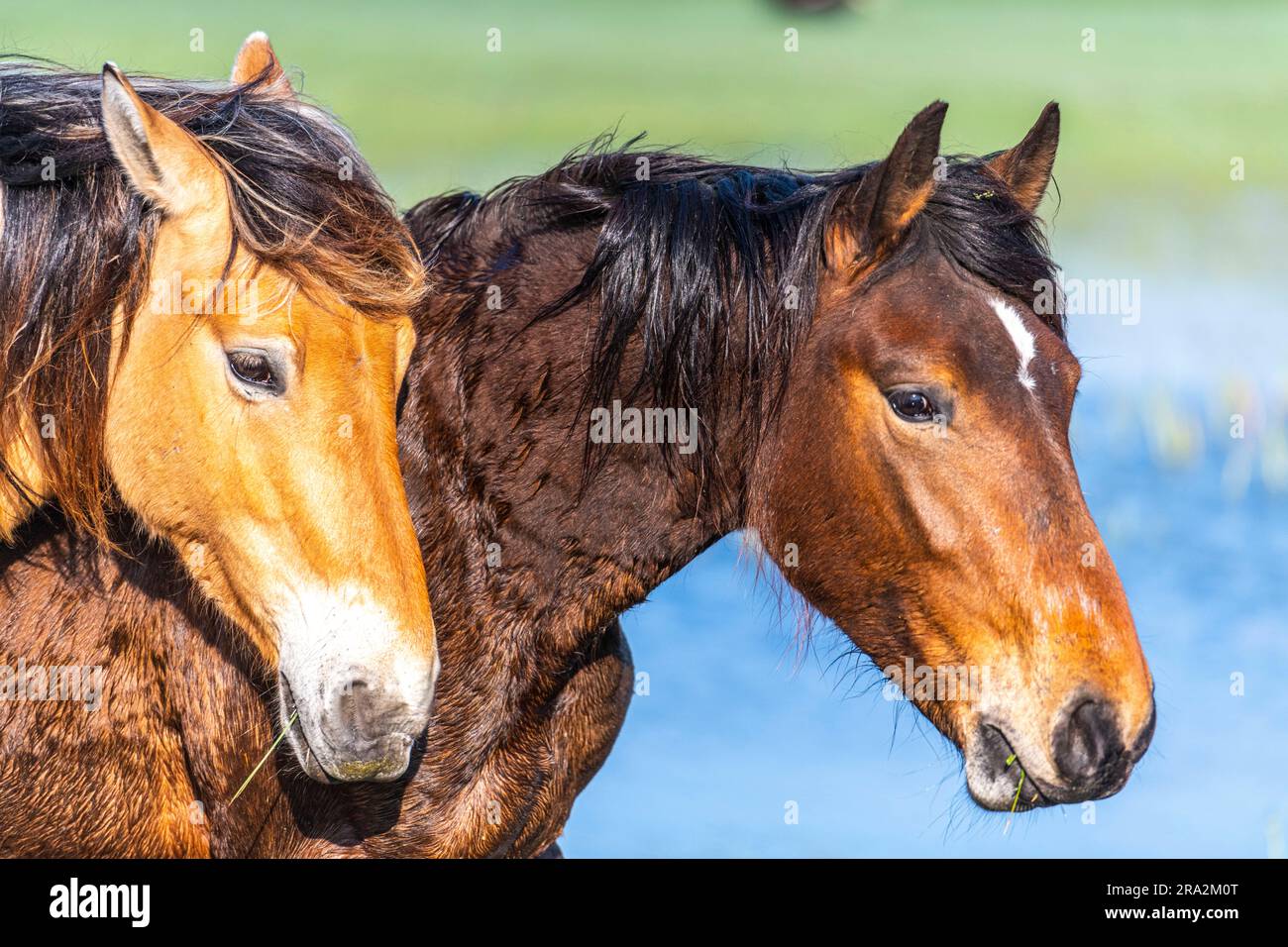 Frankreich, Somme, Baie de Somme, Le Crotoy, Marais du Crotoy, Henson ...